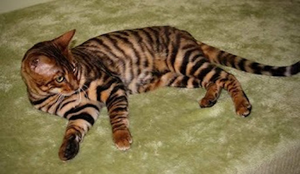 GATIL BLANCHE NEIGE :: BENGAL :: AMERICAN CURL :: TOYGER